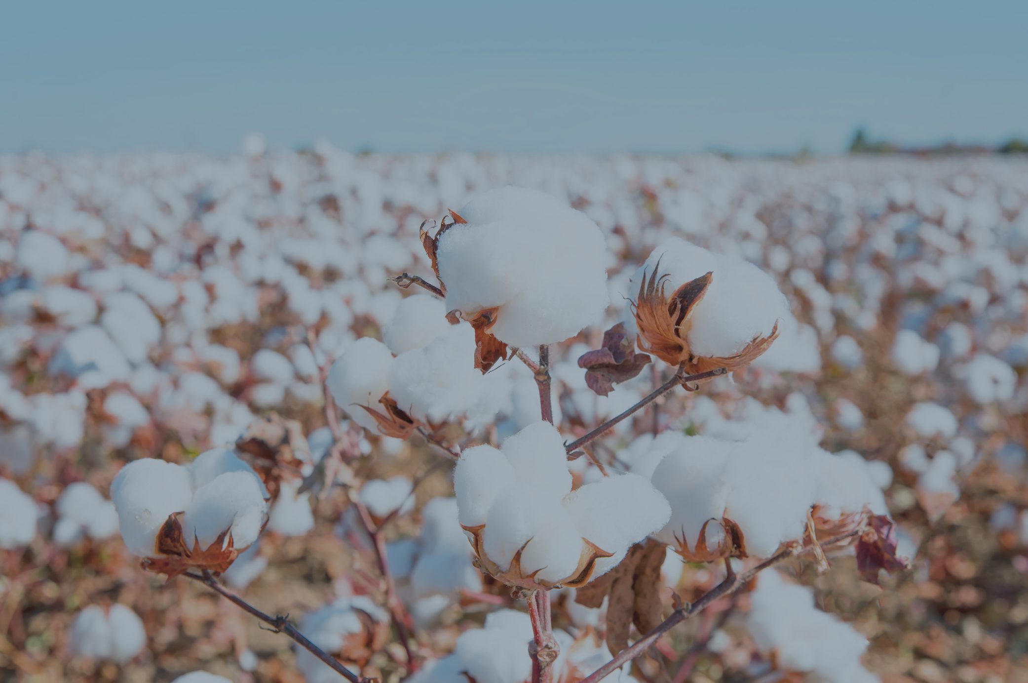 Cotton Quality Grades - TVF